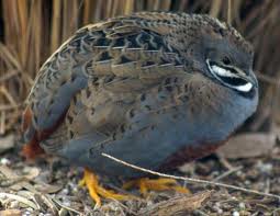 Codorna Chinesa :: Granjaru - Lindas Aves Ornamentais e Codornas